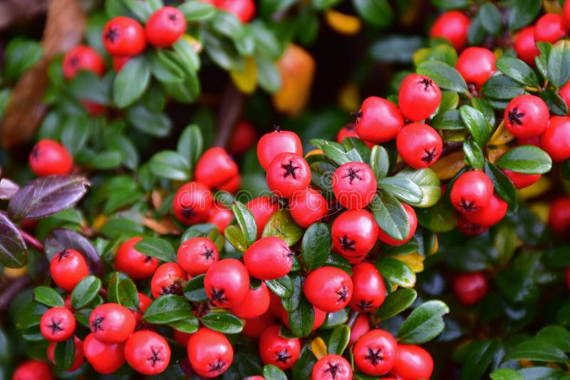Un Cespuglio Con I Lotti Delle Bacche Rosse Sui Rami, Fondo Autunnale ...