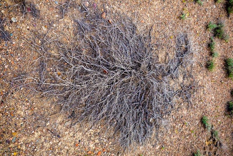 Deserto Bush immagine stock. Immagine di egitto, sinai - 144927429