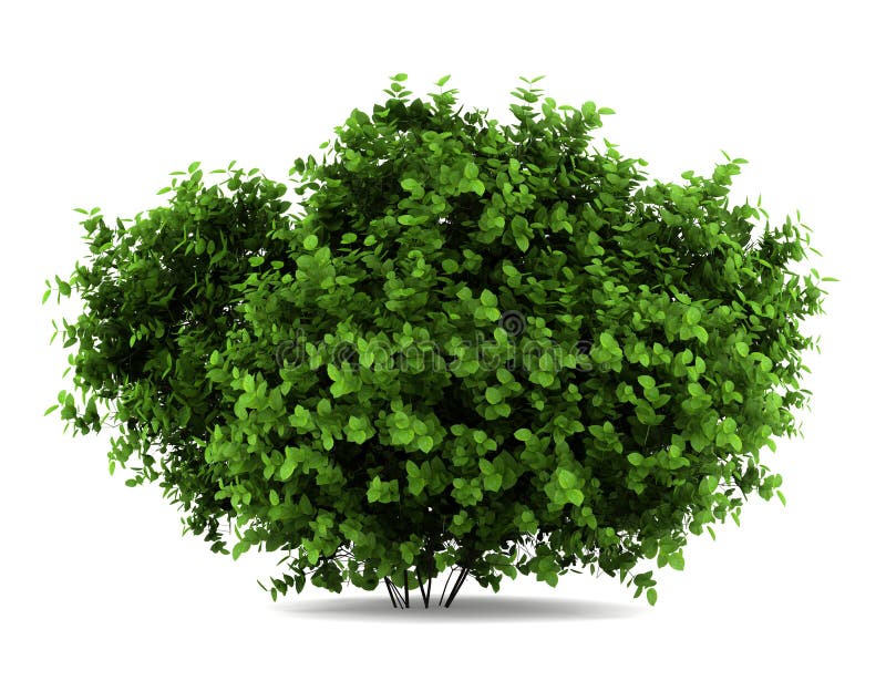 Arbusto Di Ortensia Macrophylla Isolato Su Sfondo Bianco Illustrazione ...