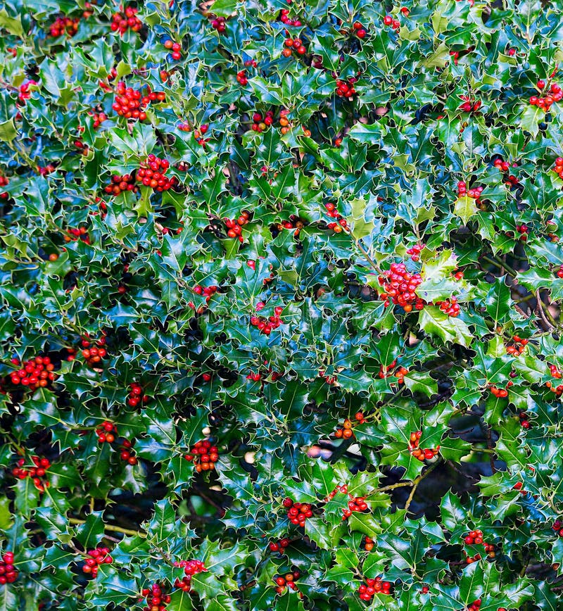 Cespuglio Dell'agrifoglio Con Le Bacche Rosse Fotografia Stock ...