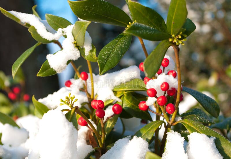 Cespuglio Dell'agrifoglio (Ilex Aquifolium) Immagine Stock - Immagine ...