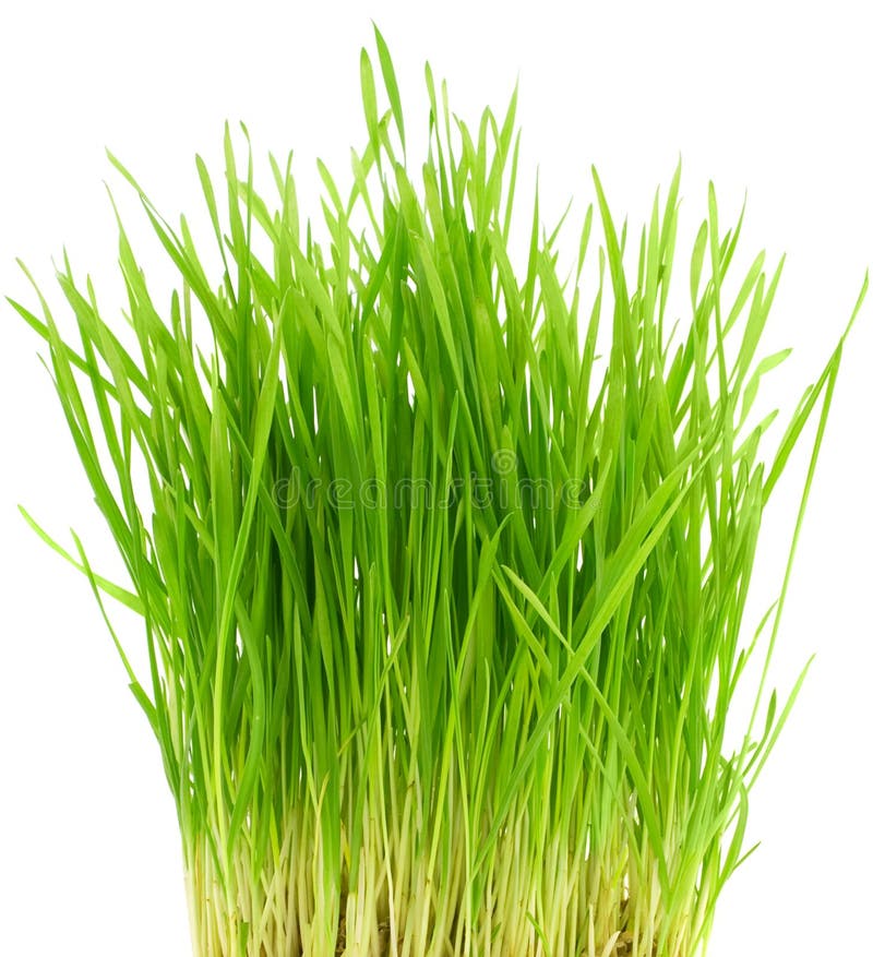 Cespuglio dell'erba verde fotografia stock. Immagine di bianco - 15109798
