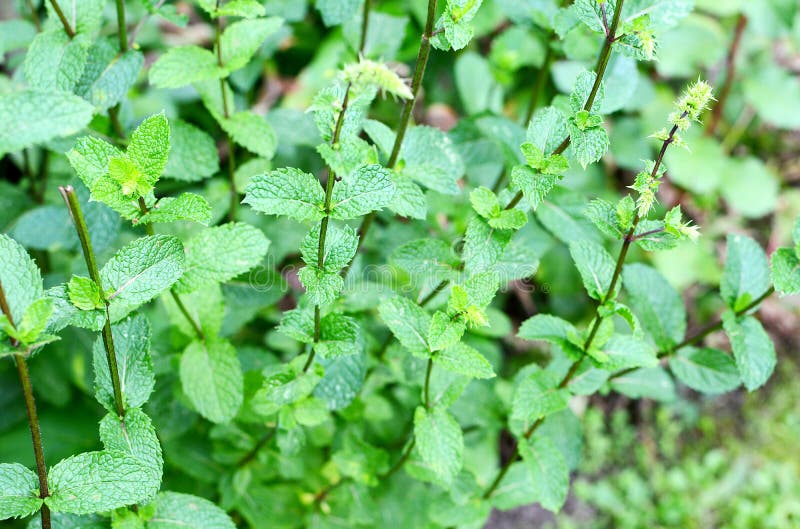 Cespuglio Della Menta Con I Fiori Fotografia Stock - Immagine di ...