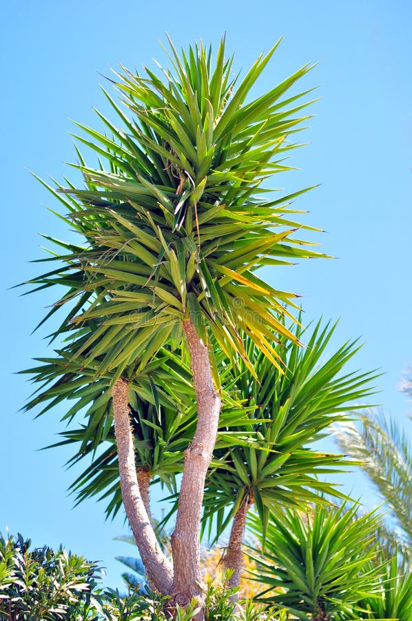 Cespuglio della palma immagine stock. Immagine di molla - 39073251