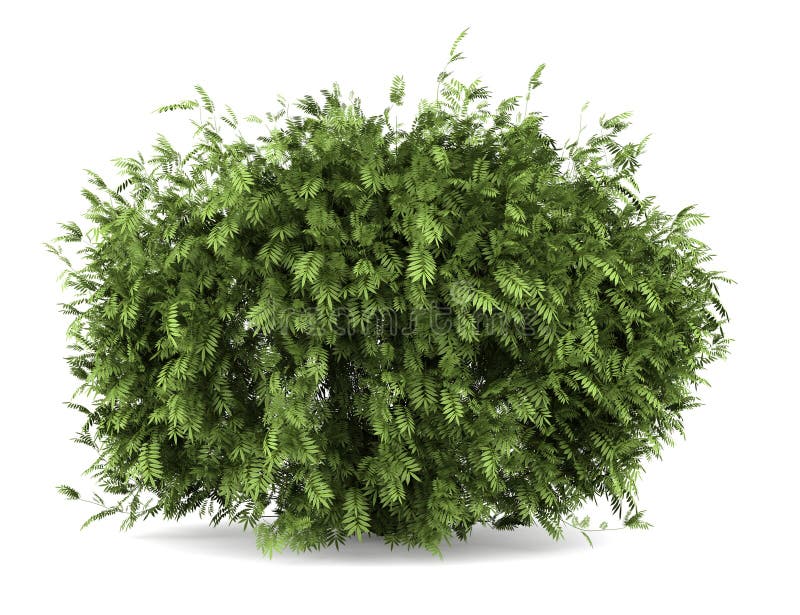 Cespuglio Di Bacca Di Sambuco Isolato Su Bianco Fotografia Stock ...