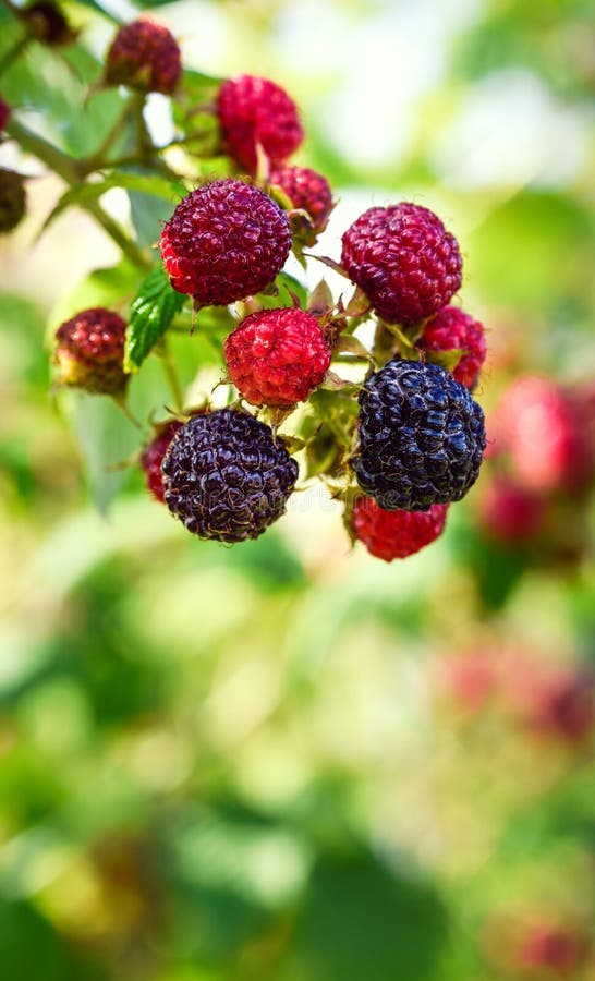 2,760 Cespuglio Di More Foto - Foto Stock Gratis e Royalty-Free da ...