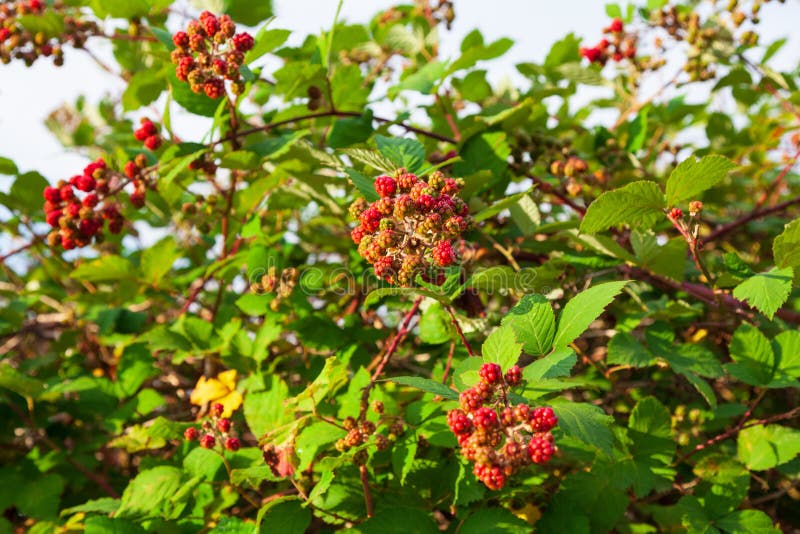 2,760 Cespuglio Di More Foto - Foto Stock Gratis e Royalty-Free da ...