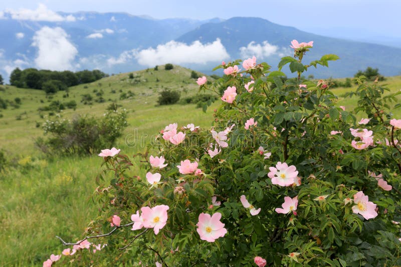 Cespuglio Di Rosa Canina in Montagne Fotografia Stock - Immagine di ...