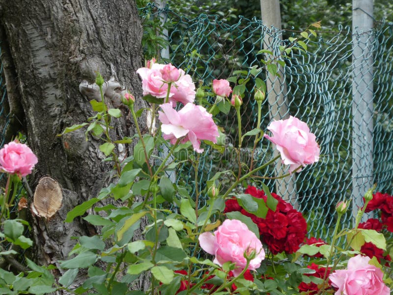 Cespuglio Di Rose Con Il Fiore Rosa-chiaro E Rosso in Un Giardino ...