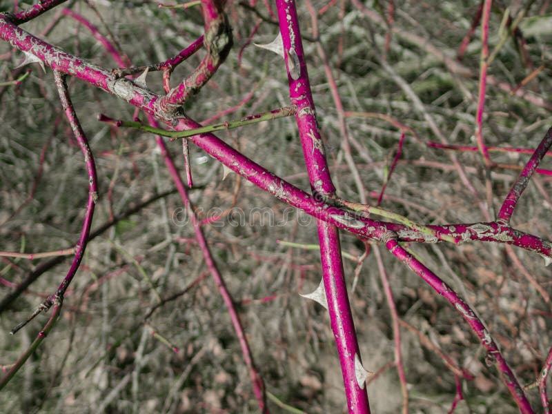 Cespuglio Di Rose Con Le Spine Rosa Fotografia Stock - Immagine di rosa ...