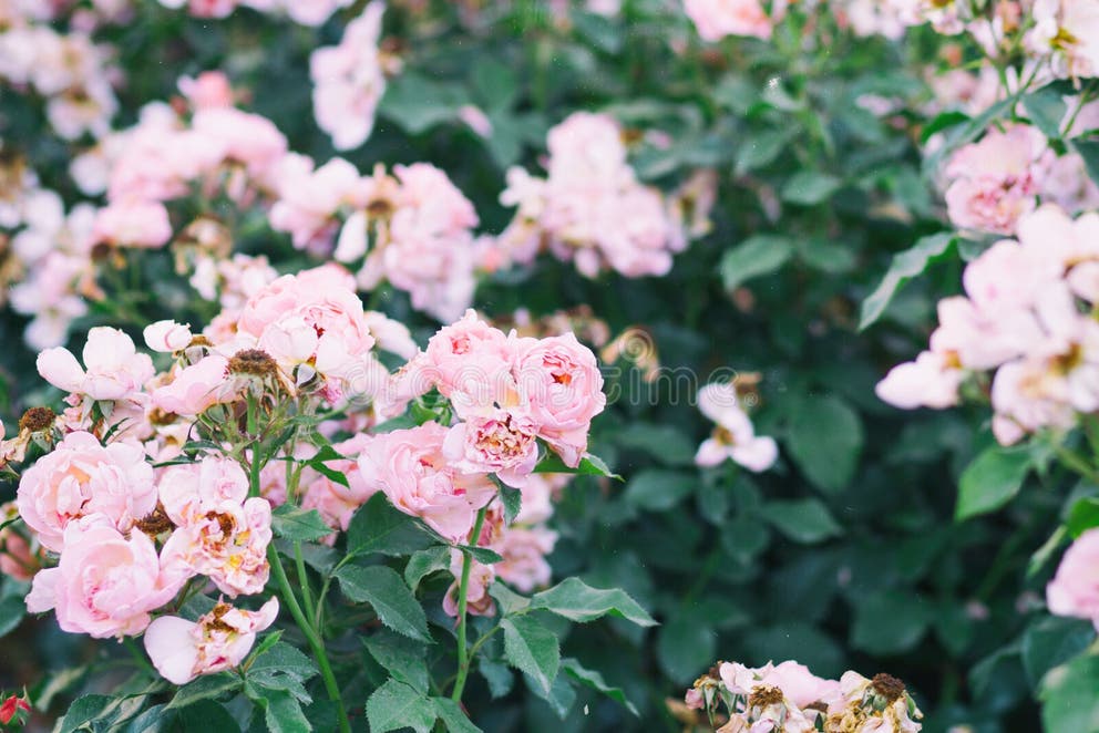 Cespuglio di rose rosa fotografia stock. Immagine di rosa - 94310616