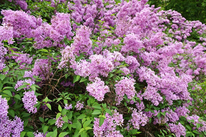 Abbondanti Fiori Di Lilla Viola (Syringa Vulgaris) in Piena Fioritura ...