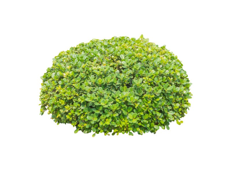 Cespuglio rotondo isolato immagine stock. Immagine di arbusto - 44908087