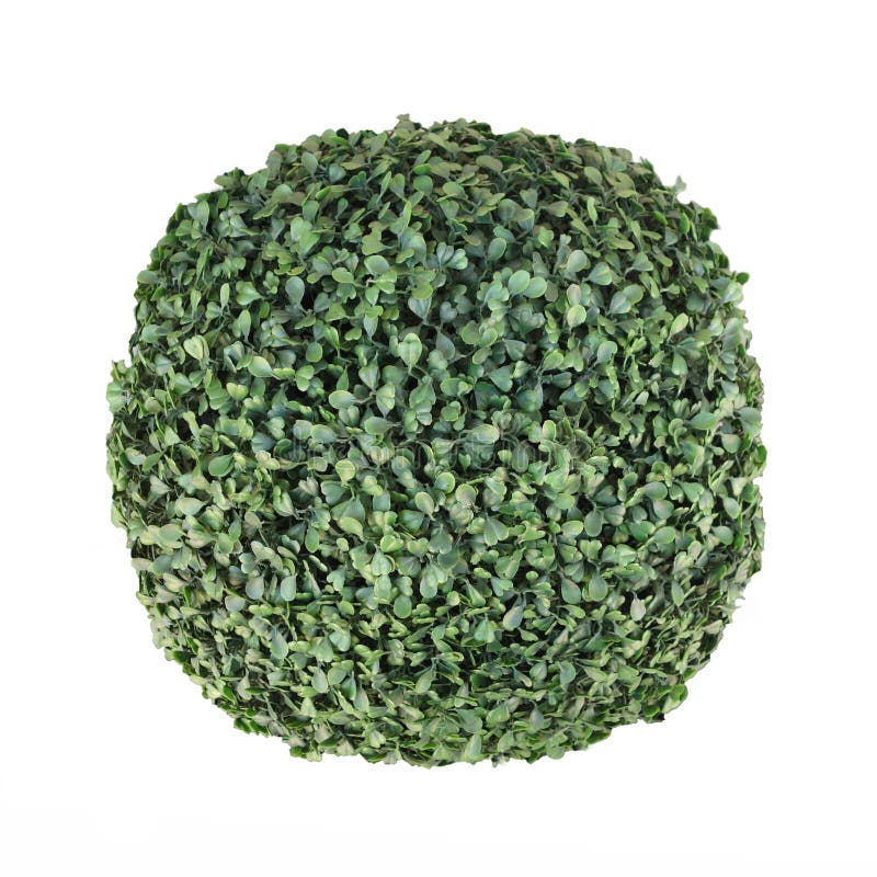 Cespuglio rotondo isolato immagine stock. Immagine di sfondo - 44908087