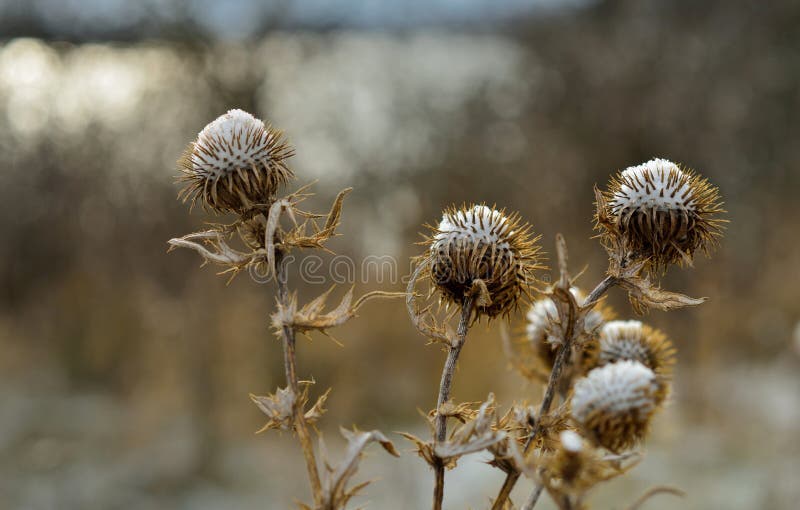 Cespuglio spinoso immagine stock. Immagine di garza, vita - 46471049