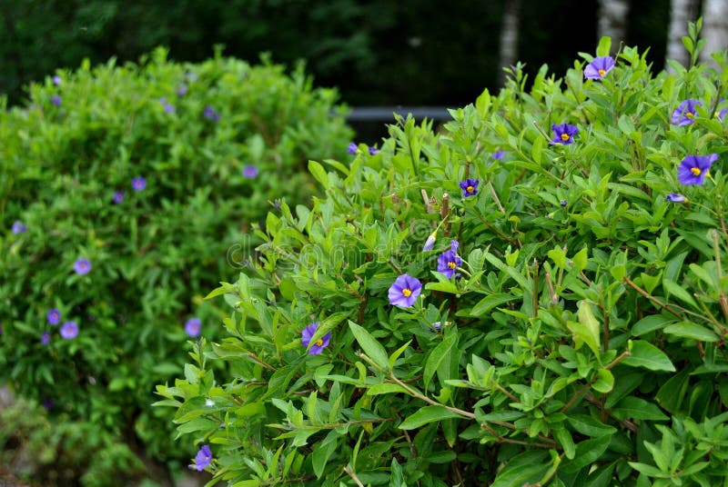 Cespuglio verde fotografia stock. Immagine di fiore, viola - 21195562