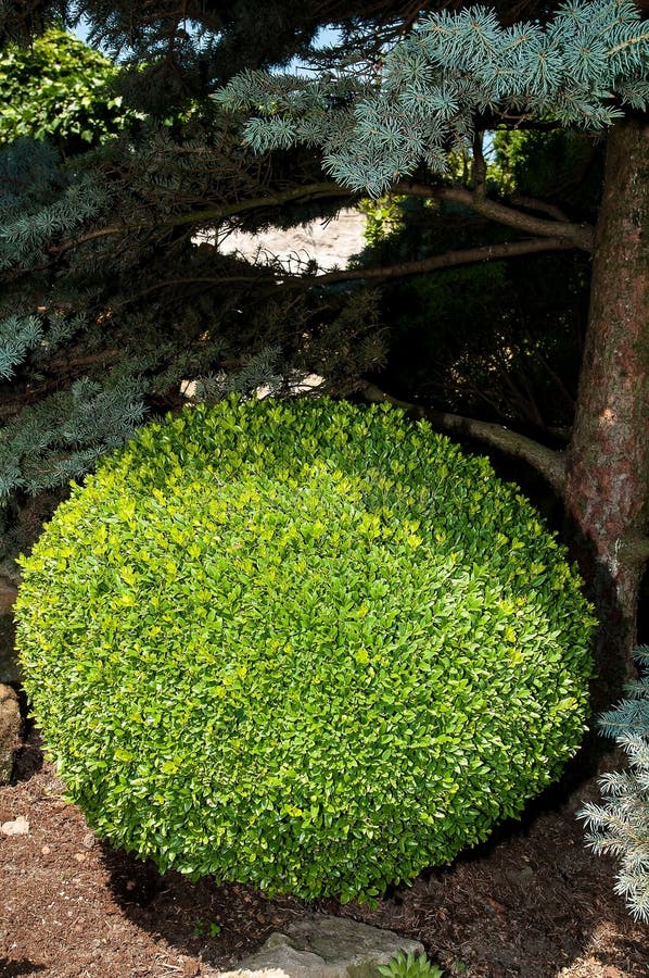 Cespuglio verde immagine stock. Immagine di estate, nave - 38414887