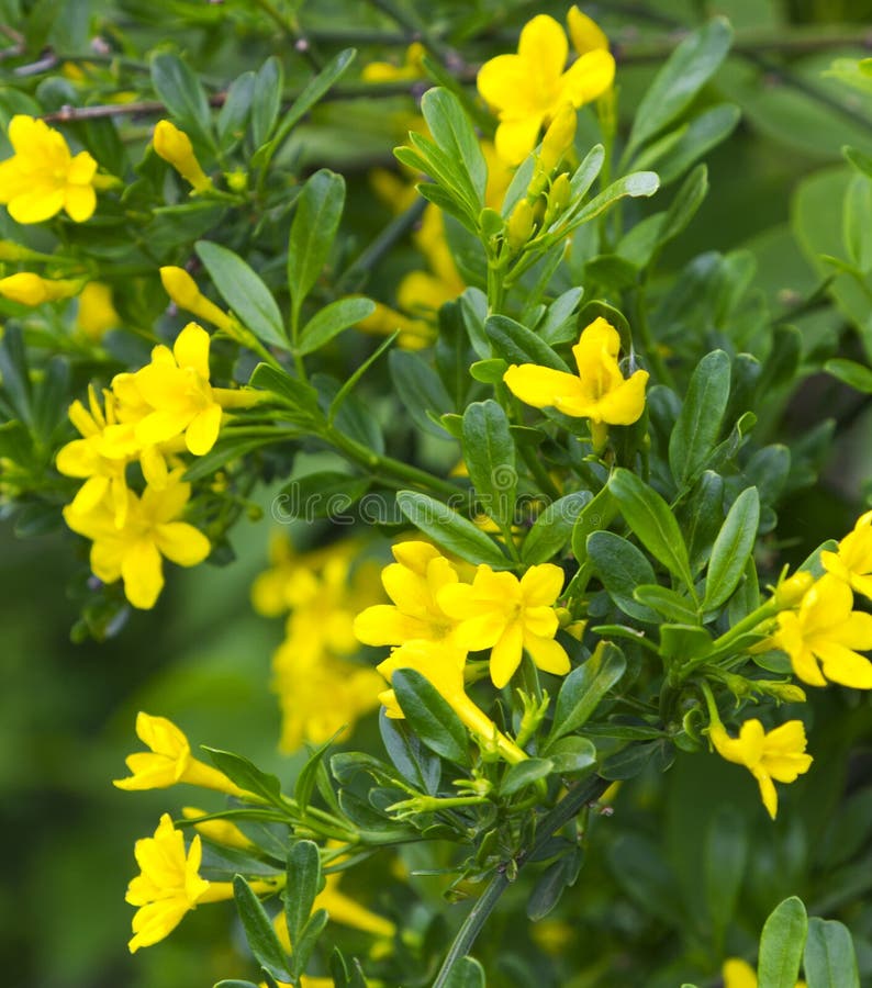 Cespuglio Verde Con I Fiori Gialli Fotografia Stock - Immagine di ...