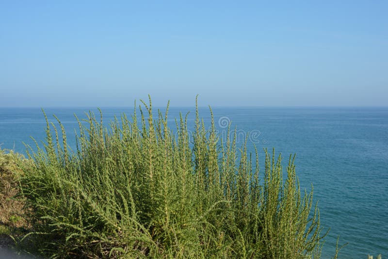 Cespuglio Verde Contro Il Cielo Blu Immagine Stock - Immagine di aperto ...