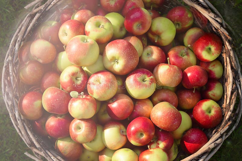 Cesta Con Manzanas. Cesta Con Manzanas Rojas Y Amarillas. Imagen de ...