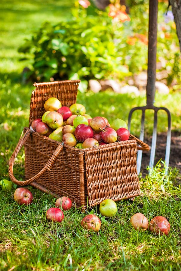Cesta De Manzanas Con El Pitchfork Imagen de archivo - Imagen de ...