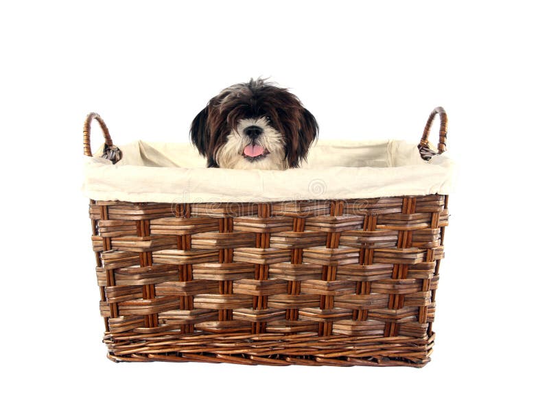 Filhote De Cachorro Em Uma Cesta Foto De Stock Imagem De Schnauzer