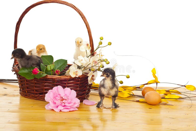 Cestino Con I Piccoli Pulcini E Fiori Immagine Stock - Immagine di ...