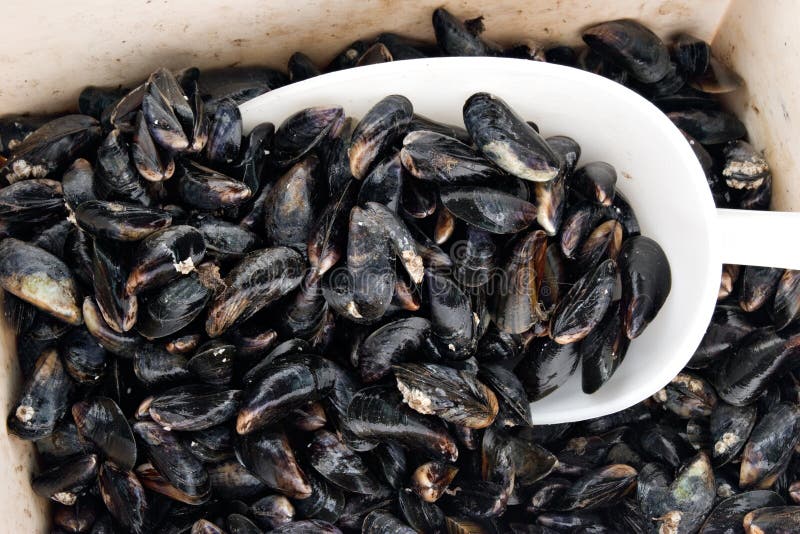 Cestino del mitilo immagine stock. Immagine di shopping - 14878897