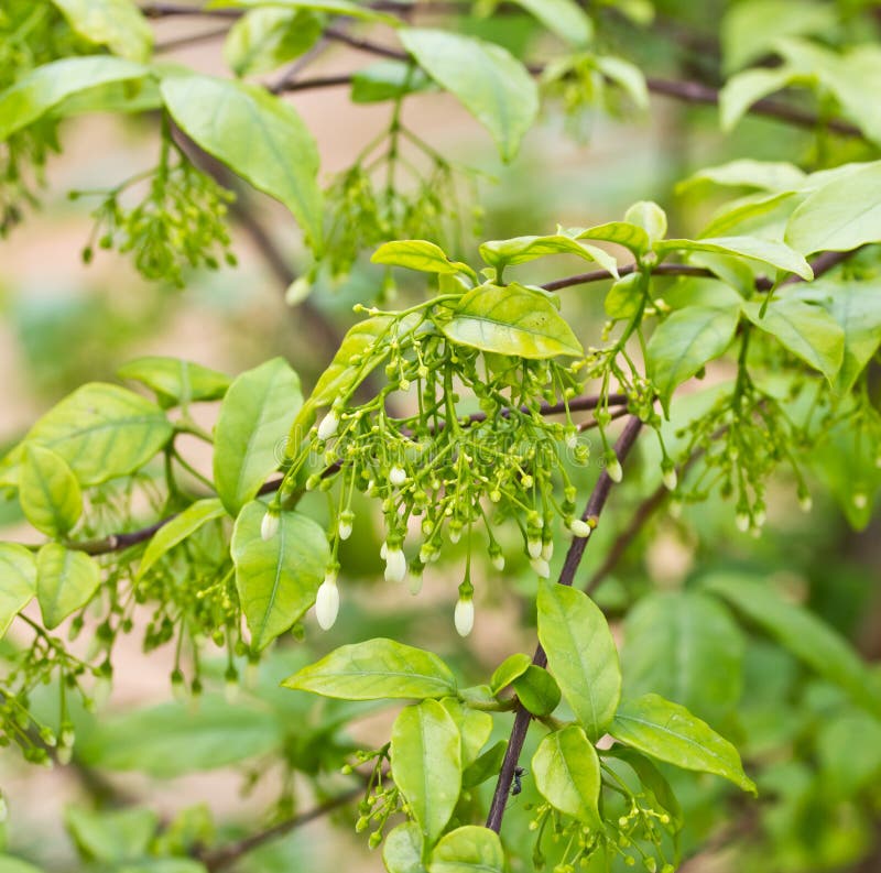 Hasna Hena of Southeast Asia Stock Photo - Image of calm, group: 32413394