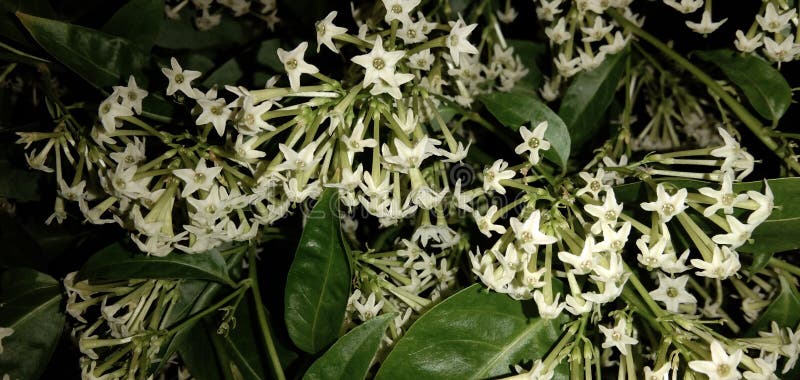 Hasna Hena of Southeast Asia Stock Photo - Image of calm, group: 32413394