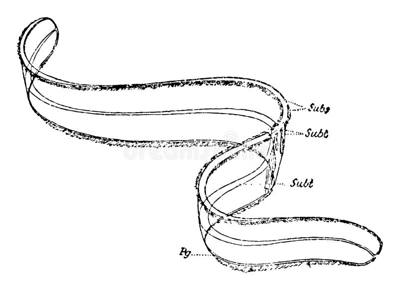 Cestus Stock Illustrations – 6 Cestus Stock Illustrations, Vectors ...