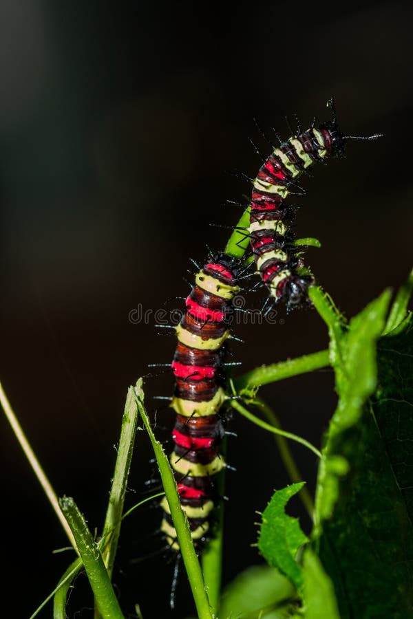 Cethosia Cyane`s Caterpillar, Butterfly Worm Stock Photo - Image of ...