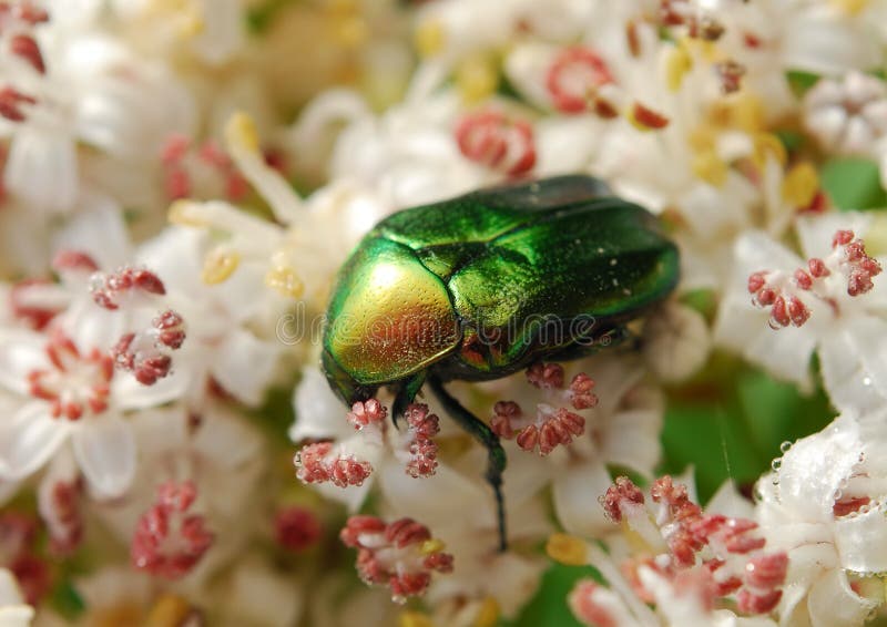 Cetonia aurata beetle stock photo. Image of petals, colorful - 14991380