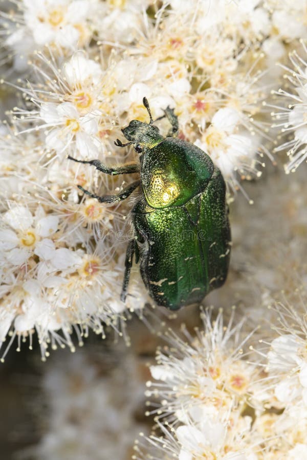 Cetonia Aurata, Beetle in Green and Gold Colors Stock Photo - Image of ...