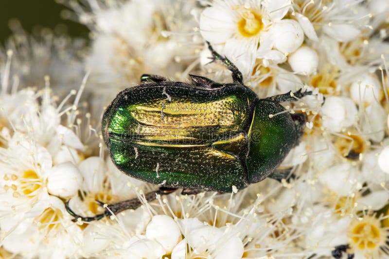 Cetonia Aurata, Beetle in Green and Gold Colors Stock Photo - Image of ...