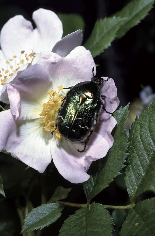 Cetonia Aurata or Rose Chafer or the Green Rose Chafer Stock Image ...