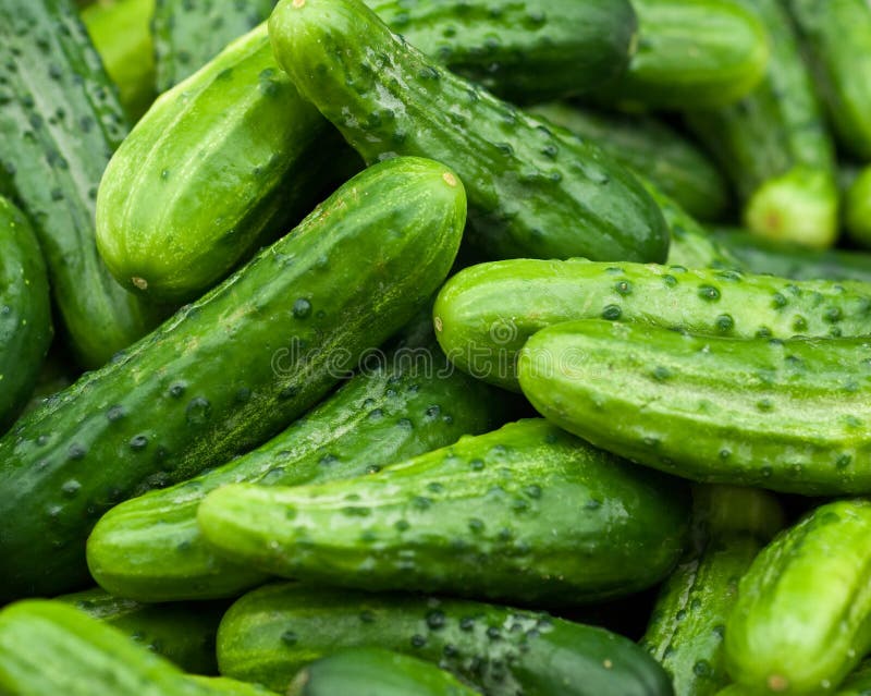 Cetrioli E Fette Di Cetriolo Fotografia Stock - Immagine di mezzo ...
