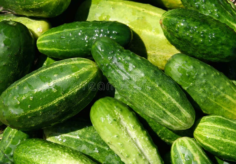 Cetrioli fotografia stock. Immagine di fresco, raccolto - 7470642