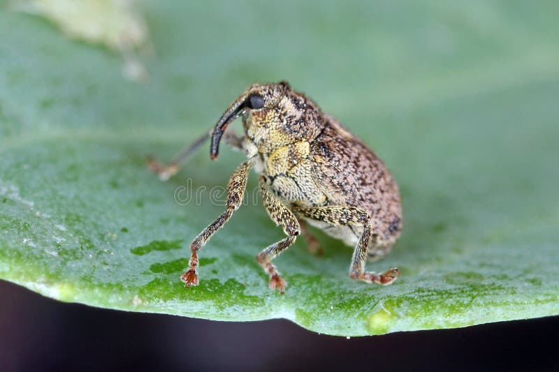 Ceutorhynchus Pallidactylus Formerly Quadridens - Cabbage Stem Weevil ...