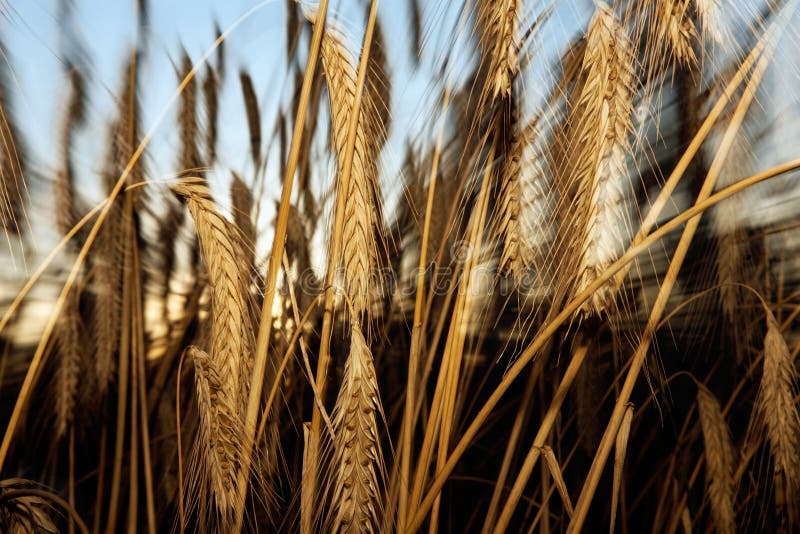 Cevada imagem de stock. Imagem de alimento, hastes, dourado - 13029725