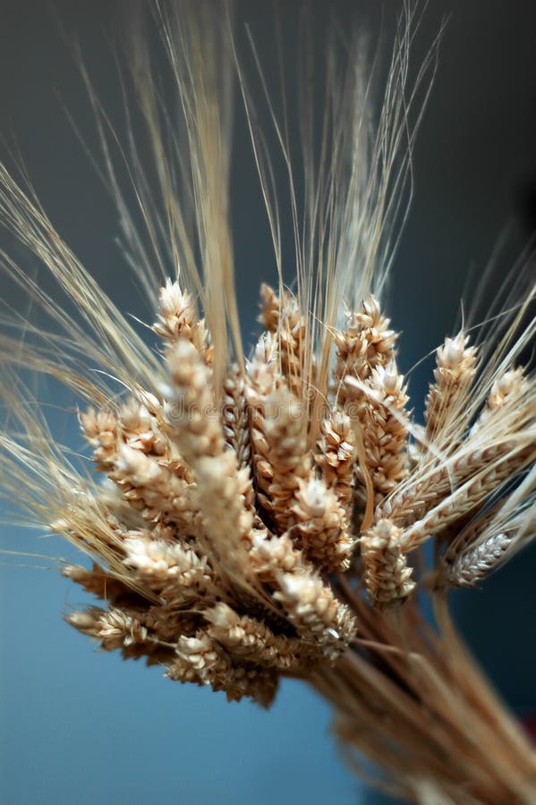 Cevada verde imagem de stock. Imagem de orgânico, nave - 9772181