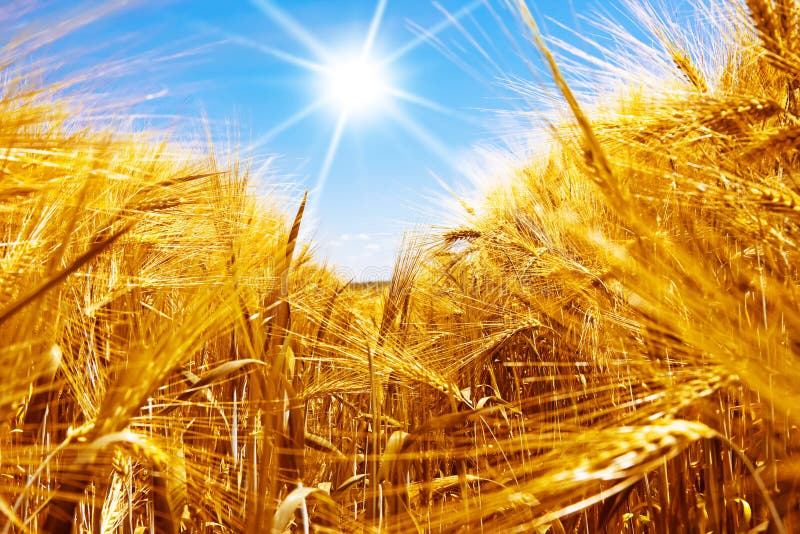 Cevada foto de stock. Imagem de cevada, comer, campo - 16349580