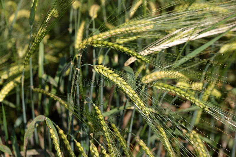 Cevada foto de stock. Imagem de paisagem, detalhe, cozedura - 56283414