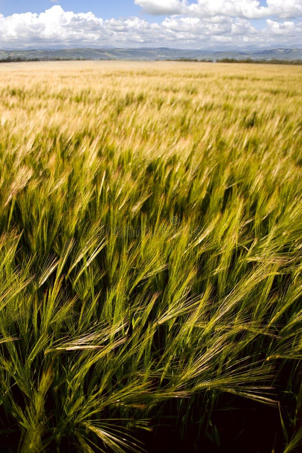 Cevada imagem de stock. Imagem de campo, colheita, maduro - 6711415