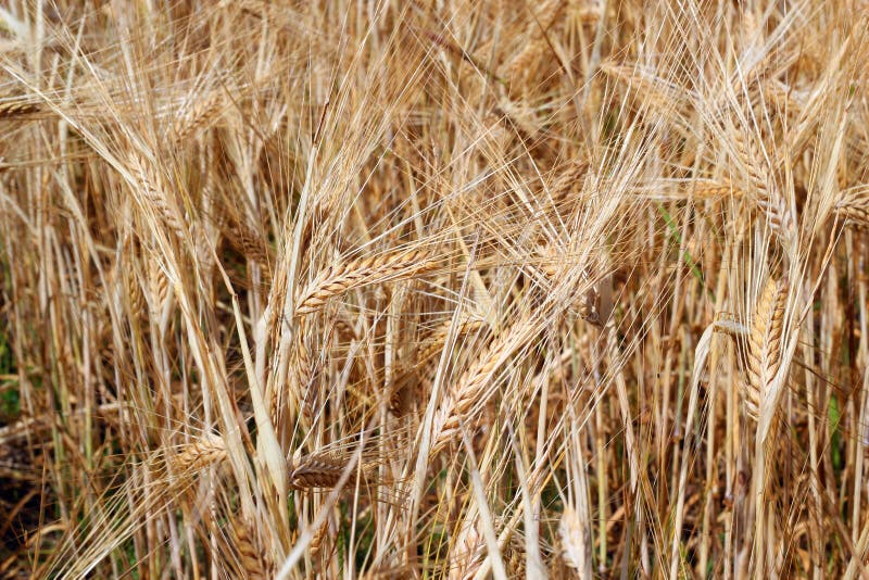 Cevada Em Um Fundo Do Campo. Imagem de Stock - Imagem de fundo ...