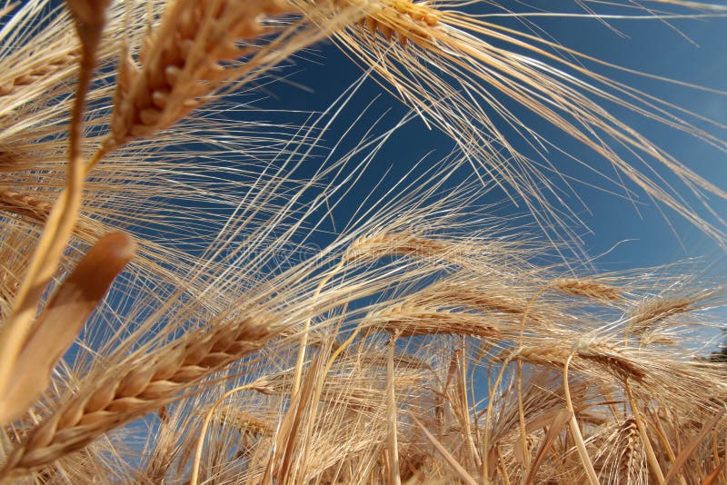 Agricultura, Arable, Cevada Imagem. Imagem: 109890530