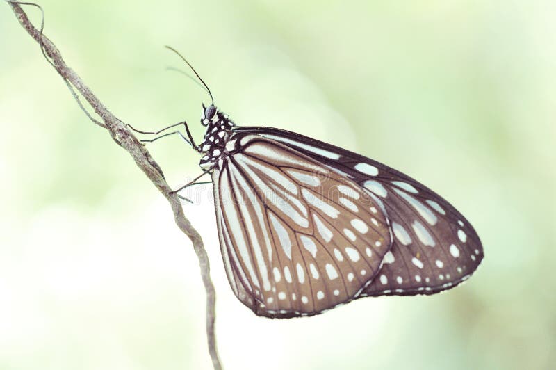 Ceylon Blue Glassy Tiger Butterfly - Ideopsis Similis in Taiwan, Insect ...