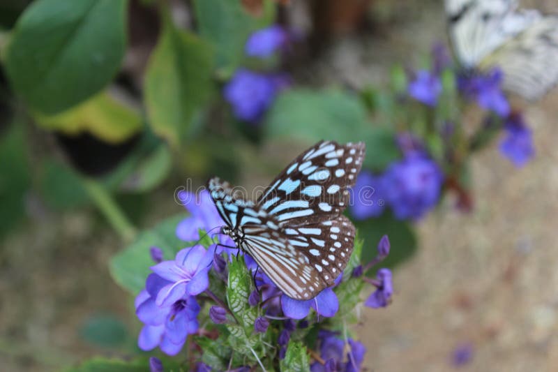 Ceylon Blue Glassy Tiger Butterfly on a Blue Flower Stock Photo - Image ...