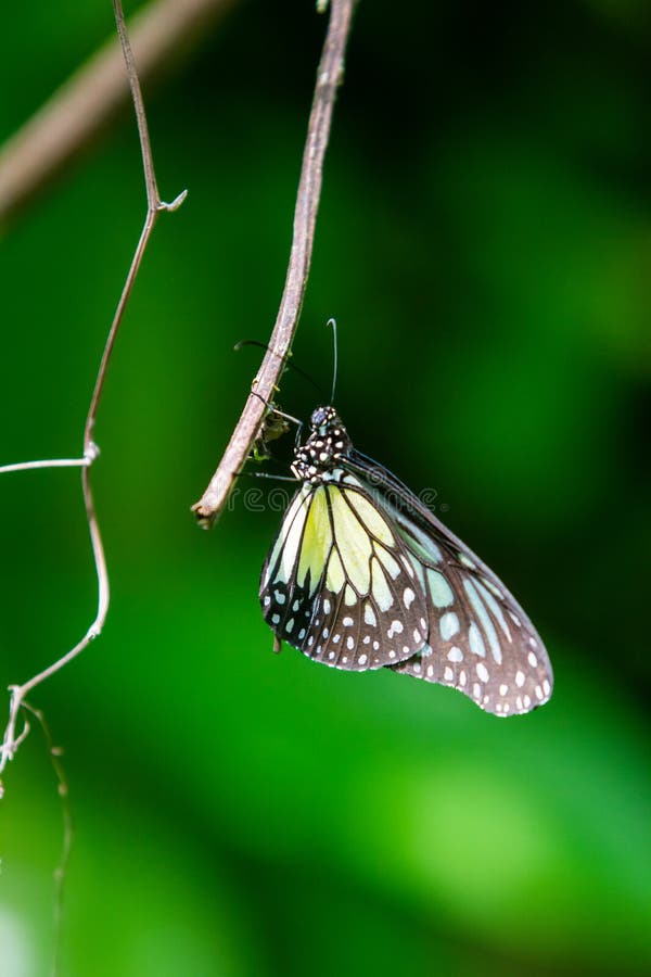 Ceylon Blue Glassy Tiger Butterfly Stock Photo - Image of green ...