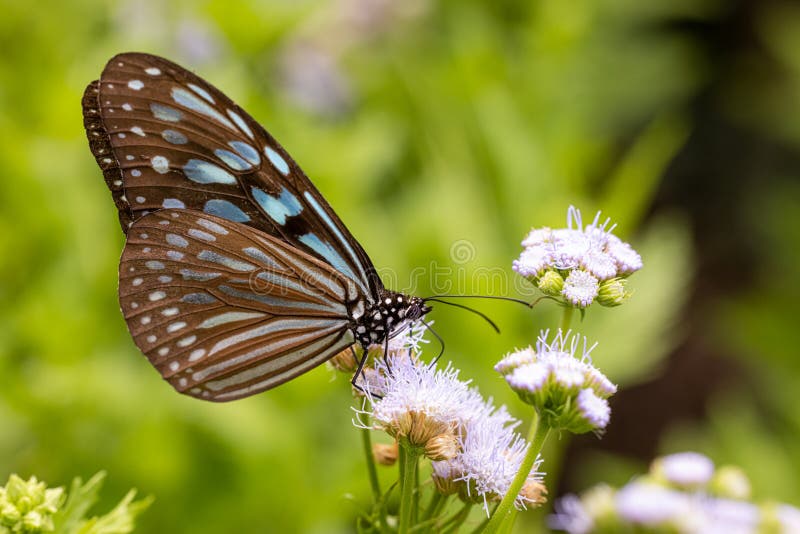 Ceylon Blue Glassy Tiger Ideopsis Similis Drinking on Plant Stock Image ...